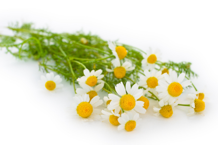 New Mood Ingredients - Chamomile - XBrain