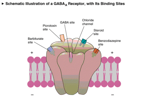 Alpha Brain Ingredients - GABA - XBrain